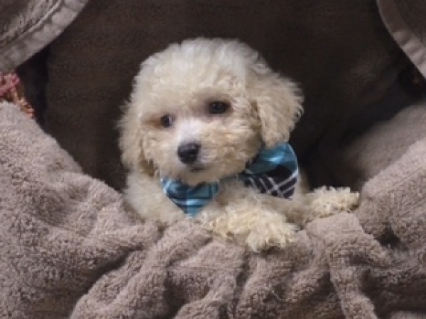Healthy Pups - Maltipoo Puppies