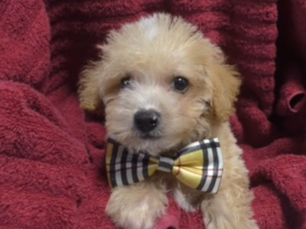 Healthy Pups - Morkie Poo Puppies