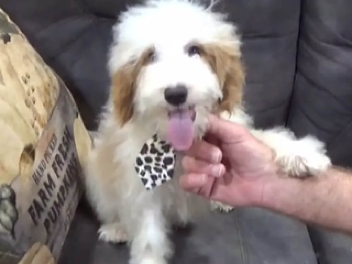 Toy, Mini, and Medium Goldendoodle puppies for sale