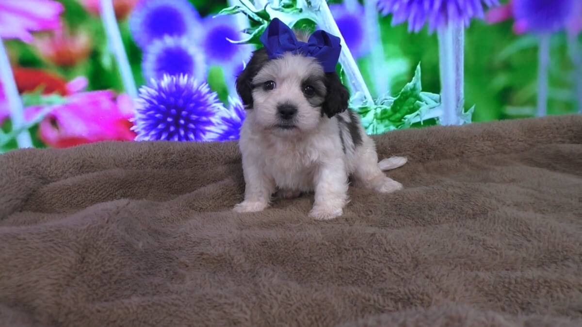 Healthy Pups - Cavapoo Puppies For Sale