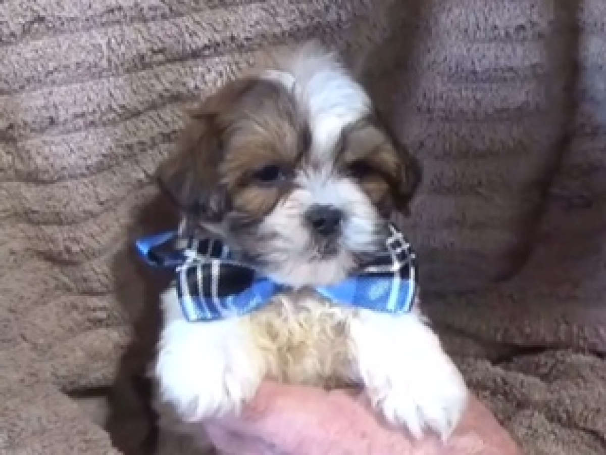 Healthy Pups - Shichon Teddy Bear Puppies