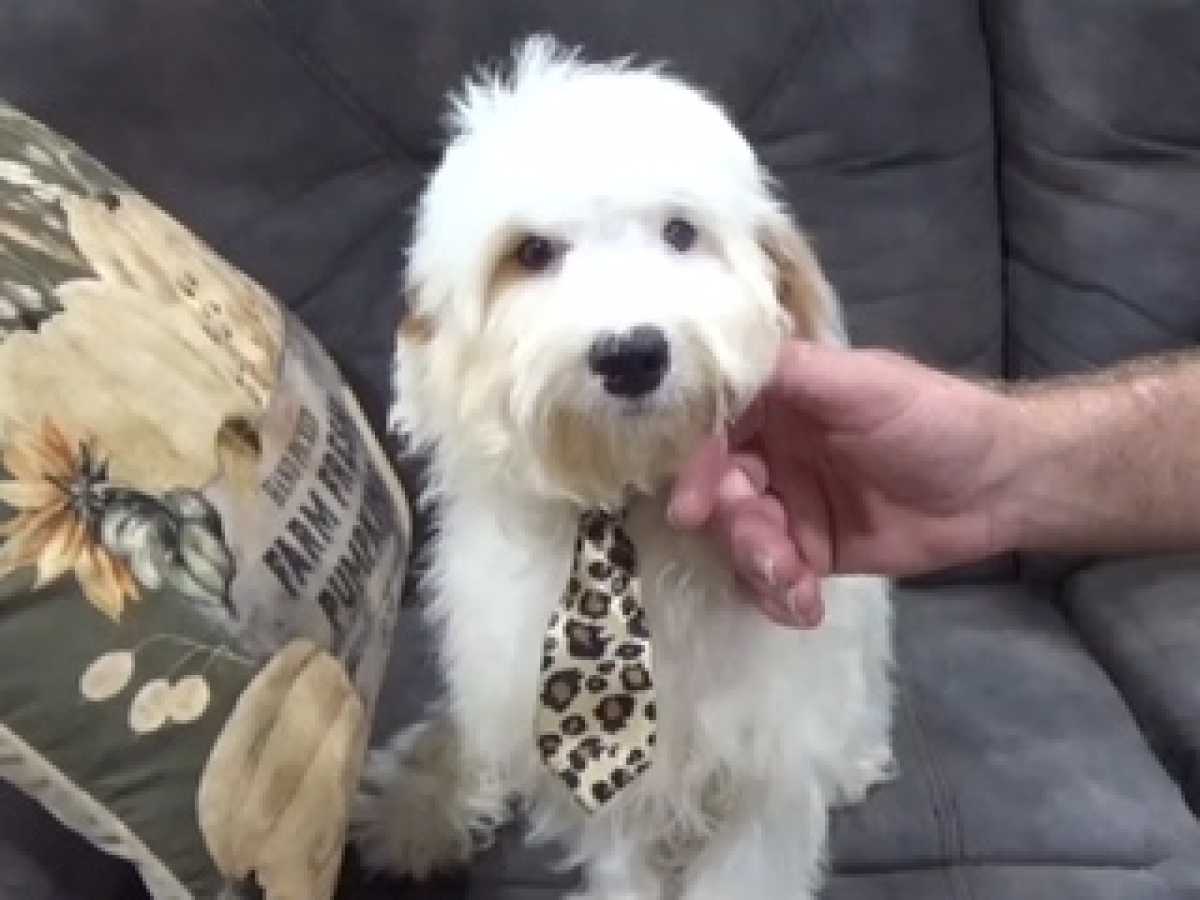 Healthy Pups - Miniature Goldendoodle Puppies
