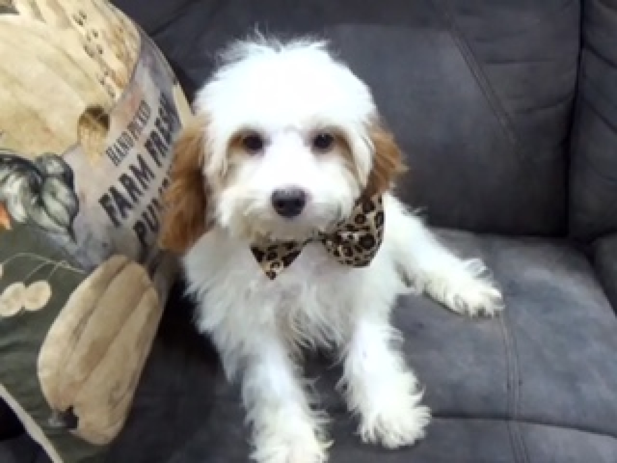Toy, Mini, and Medium Goldendoodle puppies for sale