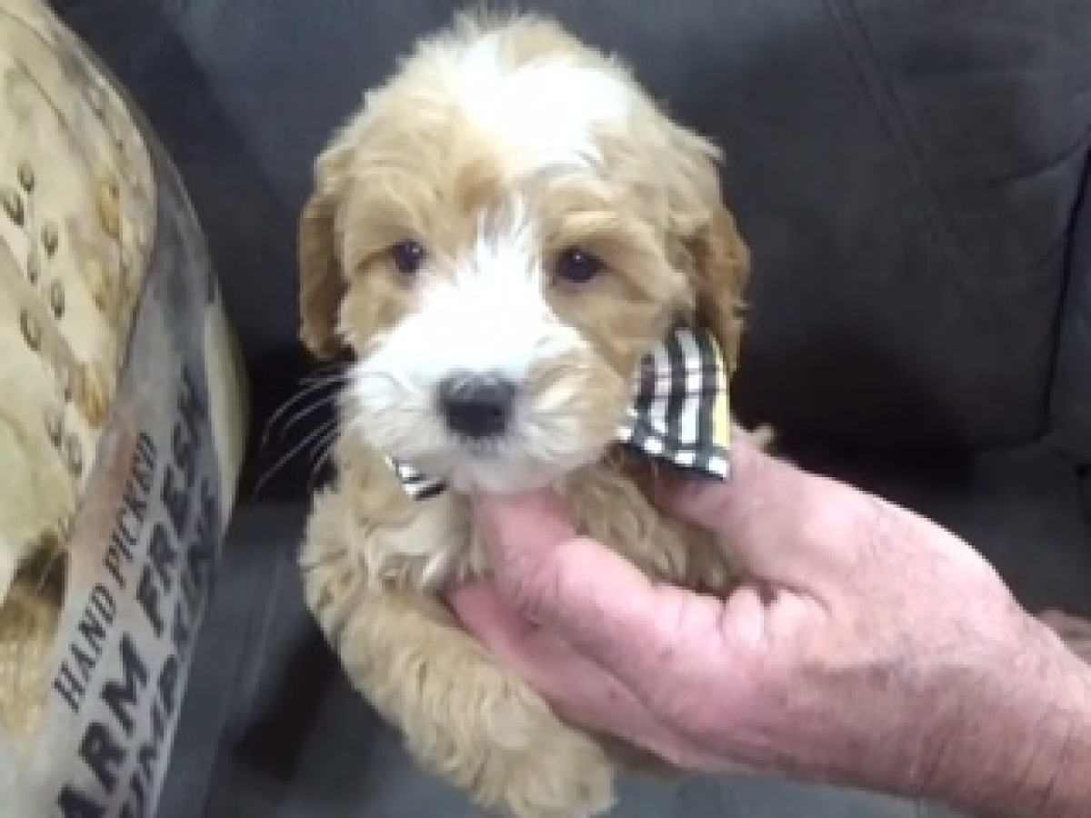Healthy Pups - Miniature Goldendoodle Puppies